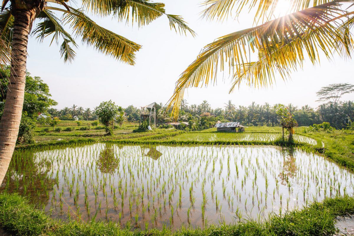 7 Breathtaking Ubud Walks You Shouldn’t Miss - Ubud Story Walks
