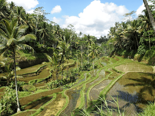 Ubud Centre - What You Need to Know Before Going - Ubud Story Walks